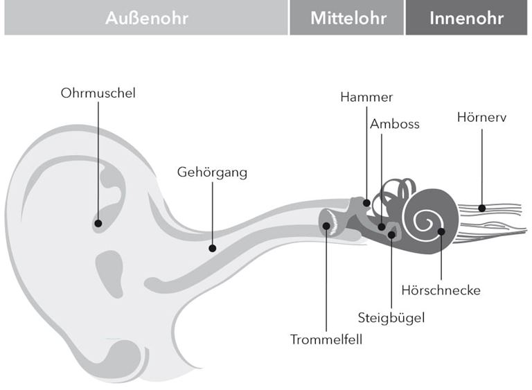 So funktioniert das Ohr? Wir erklären Außen-, Mittel- und Innenohr | Signia