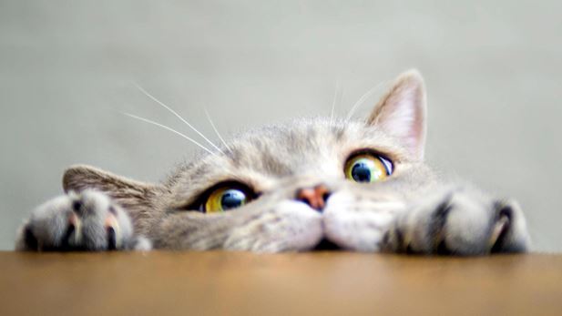 What Animals Have Good Hearing? | Signia