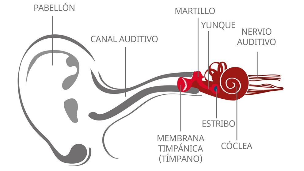 How does the ear work? The outer, middle and inner ear explained